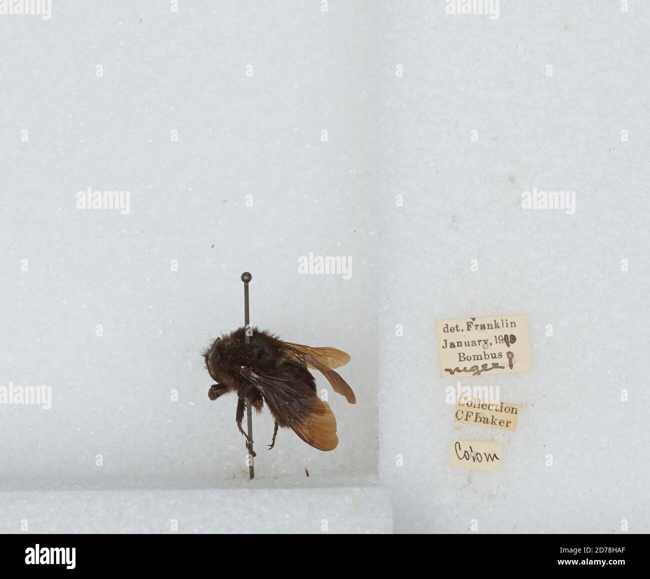 Colombia, Bombus (Fervidobombus) morio (Swederus), Animalia, Arthropoda ...