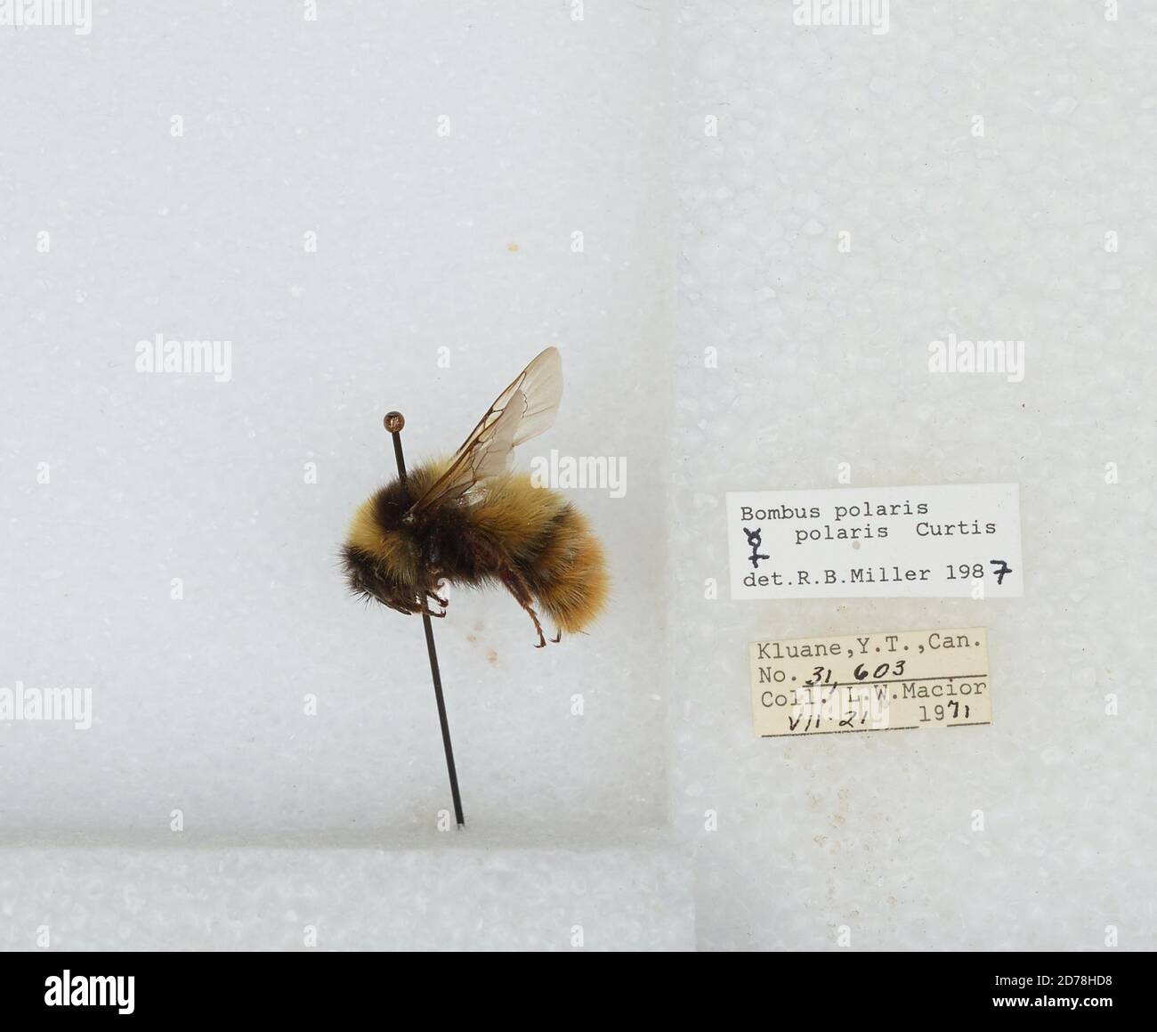 Kluane, Yukon Territory, Canada, Bombus (Alpinobombus) polaris Curtis ...