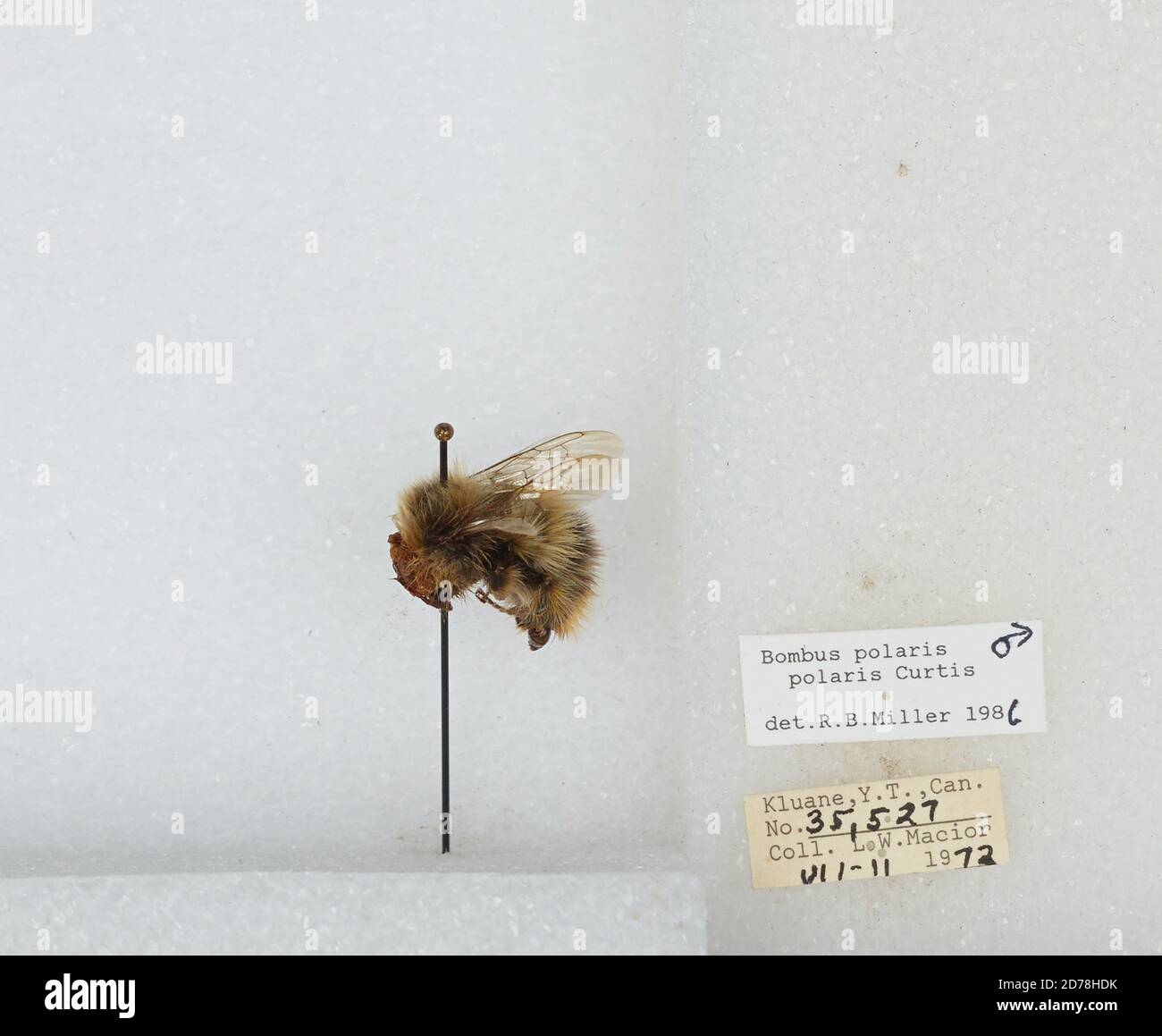 Kluane, Yukon Territory, Canada, Bombus (Alpinobombus) polaris Curtis ...