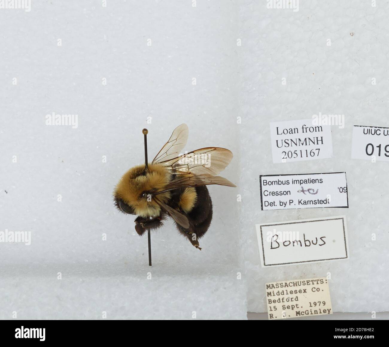 Bedford, Middlesex, Massachusetts, United States, Bombus sp., Animalia ...