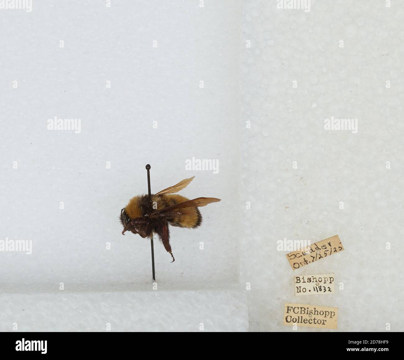 Scudder High Resolution Stock Photography and Images - Alamy