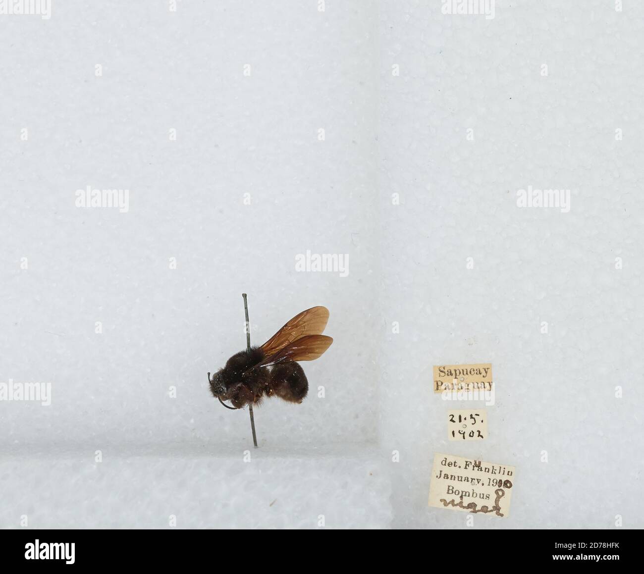 Sapacay, Paraguarí, Paraguay, Bombus (Fervidobombus) morio (Swederus ...