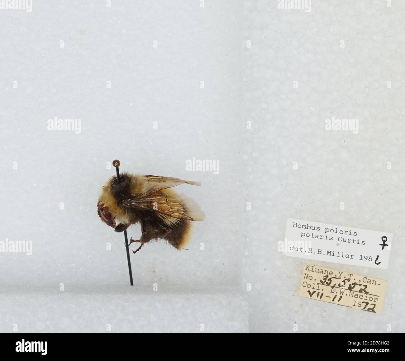 Kluane, Yukon Territory, Canada, Bombus (Alpinobombus) polaris Curtis ...