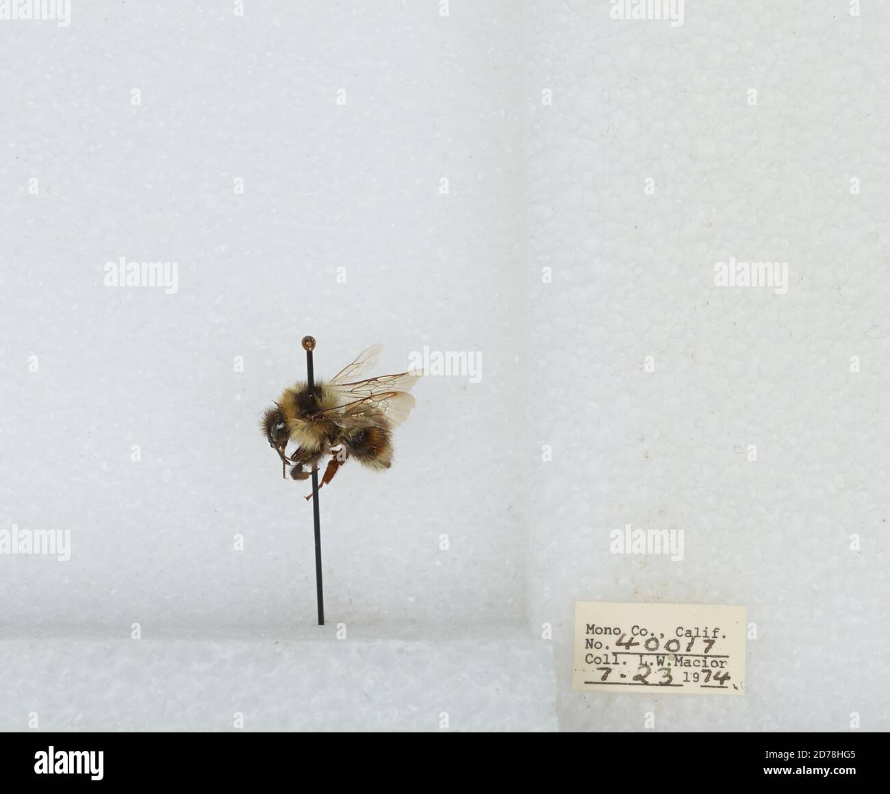 Mono, California, United States, Bombus (Cullumanobombus) rufocinctus ...