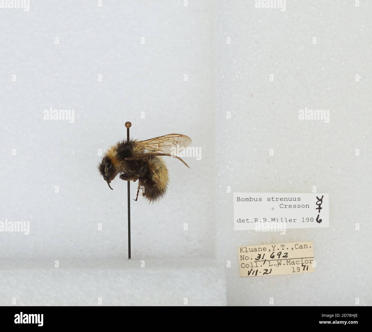 Kluane, Yukon Territory, Canada, Bombus (Alpinobombus) neoboreus Sladen ...