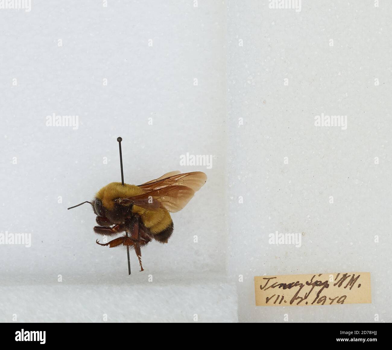 Bombus (Separatobombus) morrisoni Cresson, 1878, Animalia, Arthropoda ...