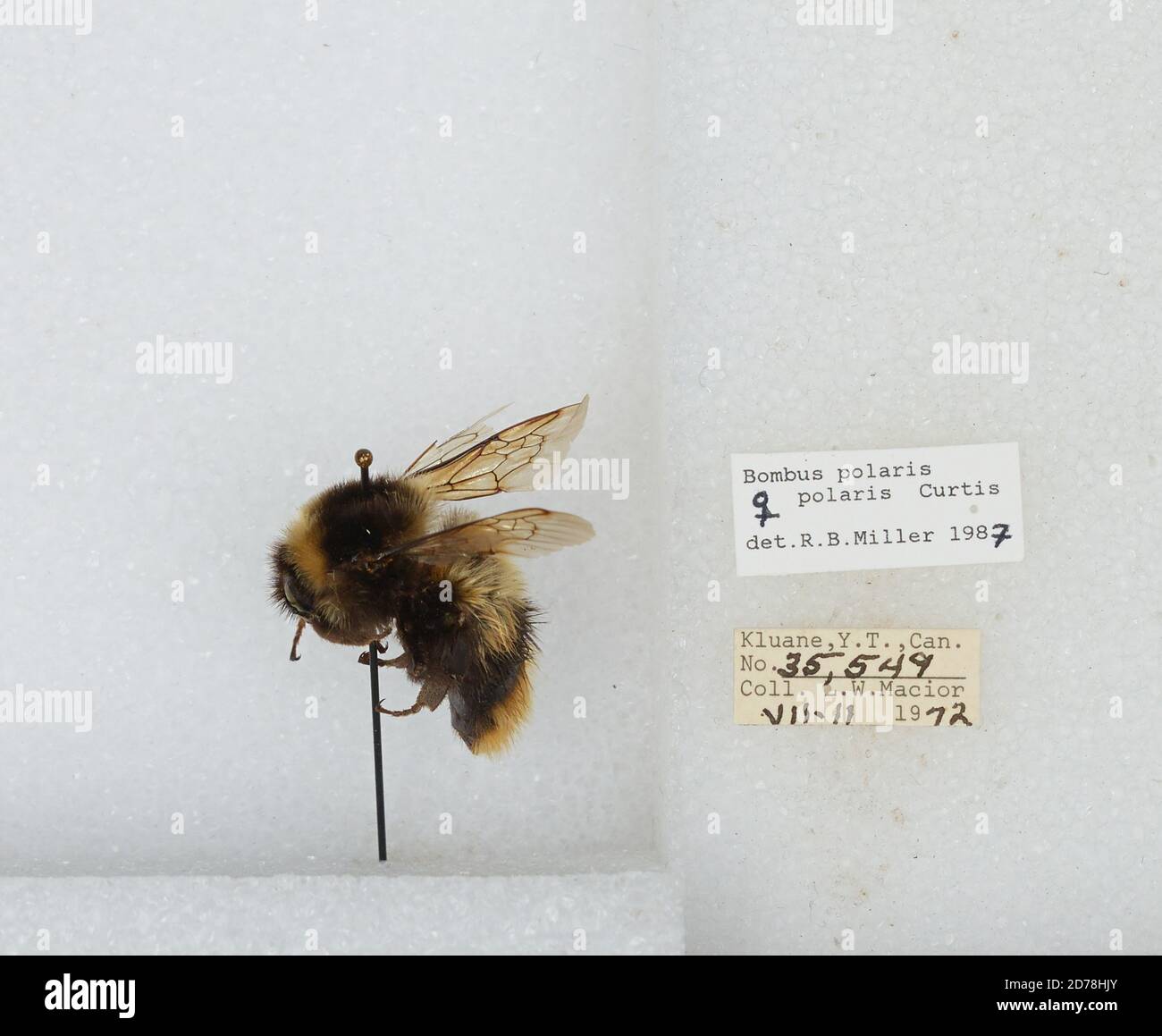 Kluane, Yukon Territory, Canada, Bombus (Alpinobombus) polaris Curtis ...