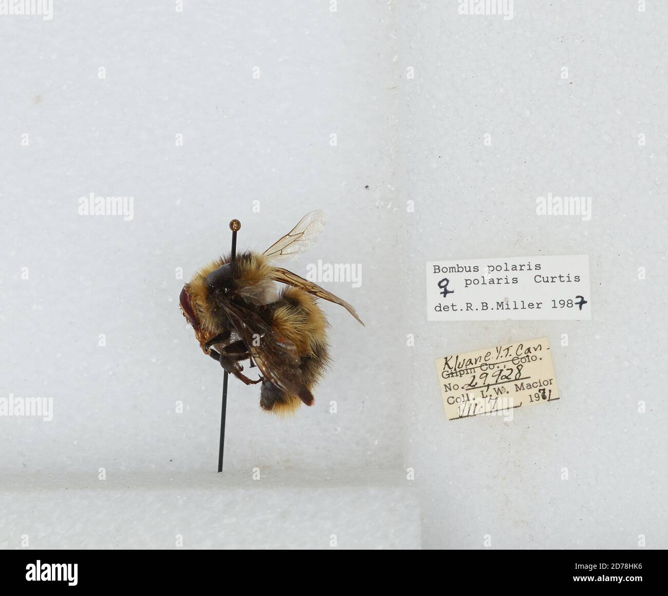 Kluane, Yukon Territory, Canada, Bombus (Alpinobombus) polaris Curtis ...