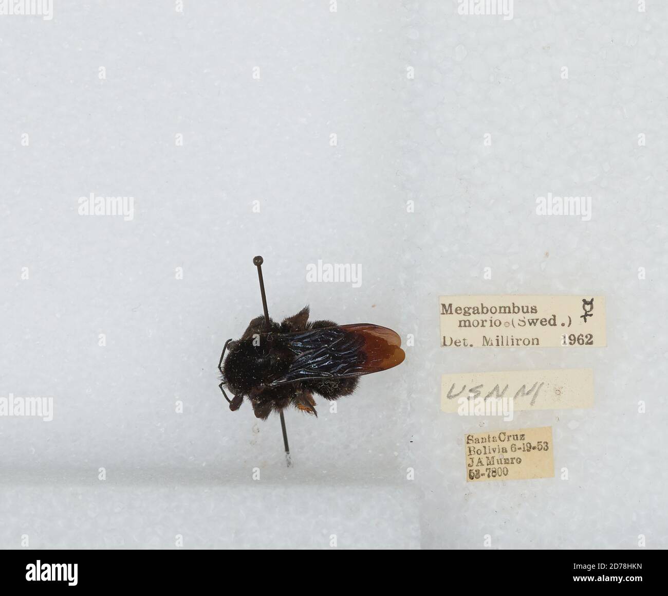 Santa Cruz, Bolivia, Bombus (Fervidobombus) morio (Swederus), Animalia ...