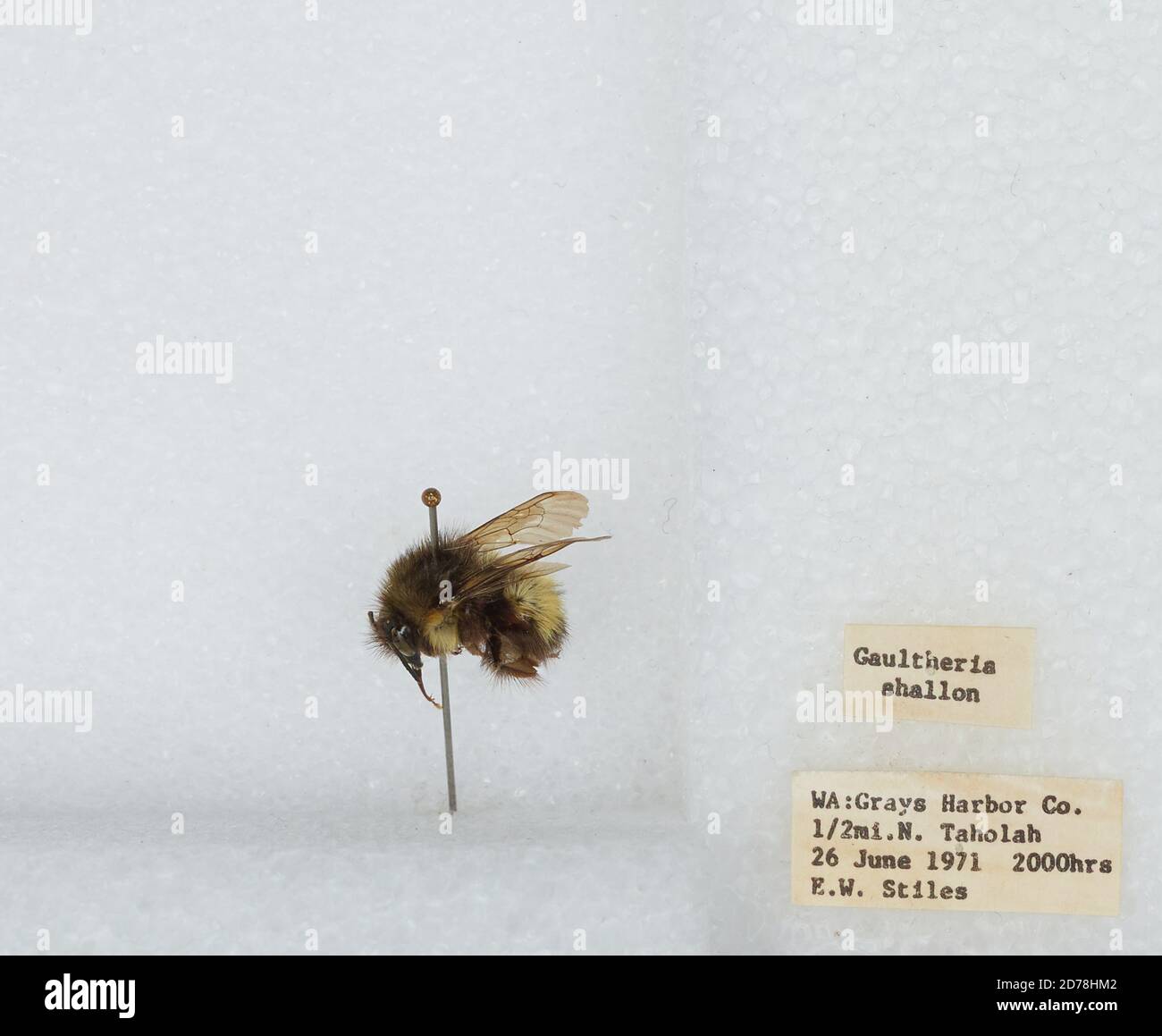 1/2 mile north of Taholah, Grays Harbor, Washington, United States ...