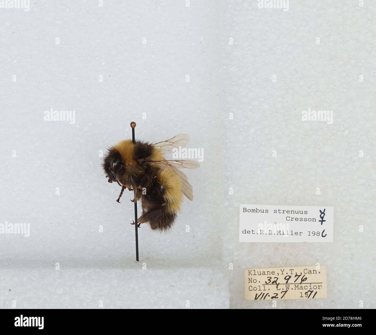 Kluane, Yukon Territory, Canada, Bombus (Alpinobombus) neoboreus Sladen ...
