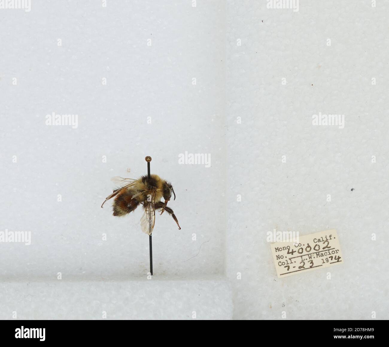 Mono, California, United States, Bombus (Cullumanobombus) rufocinctus ...