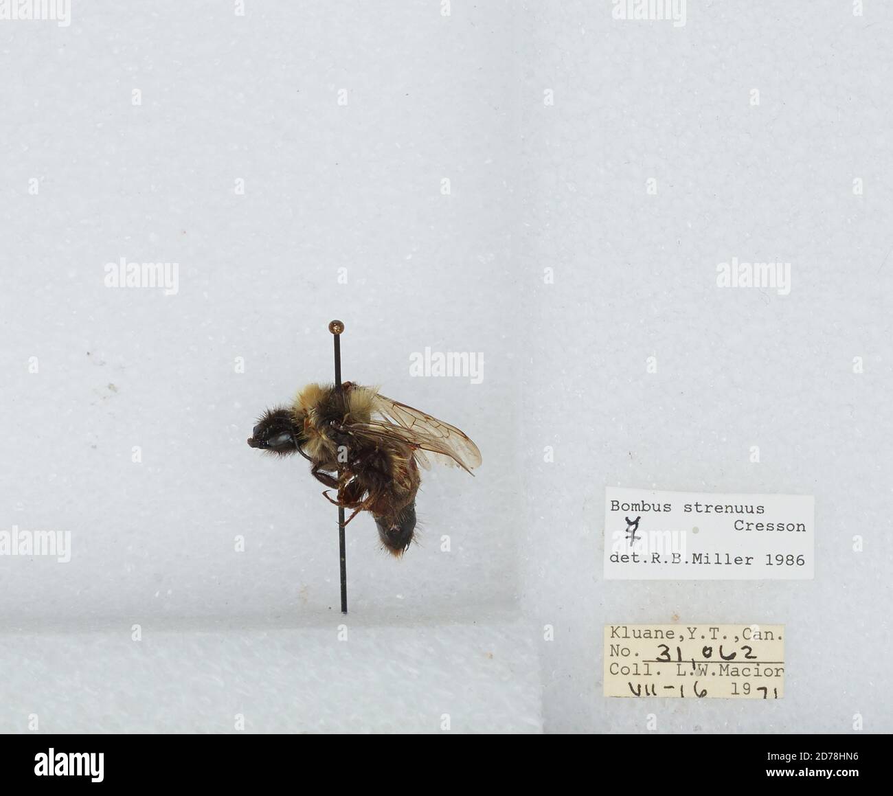 Kluane, Yukon Territory, Canada, Bombus (Alpinobombus) neoboreus Sladen ...