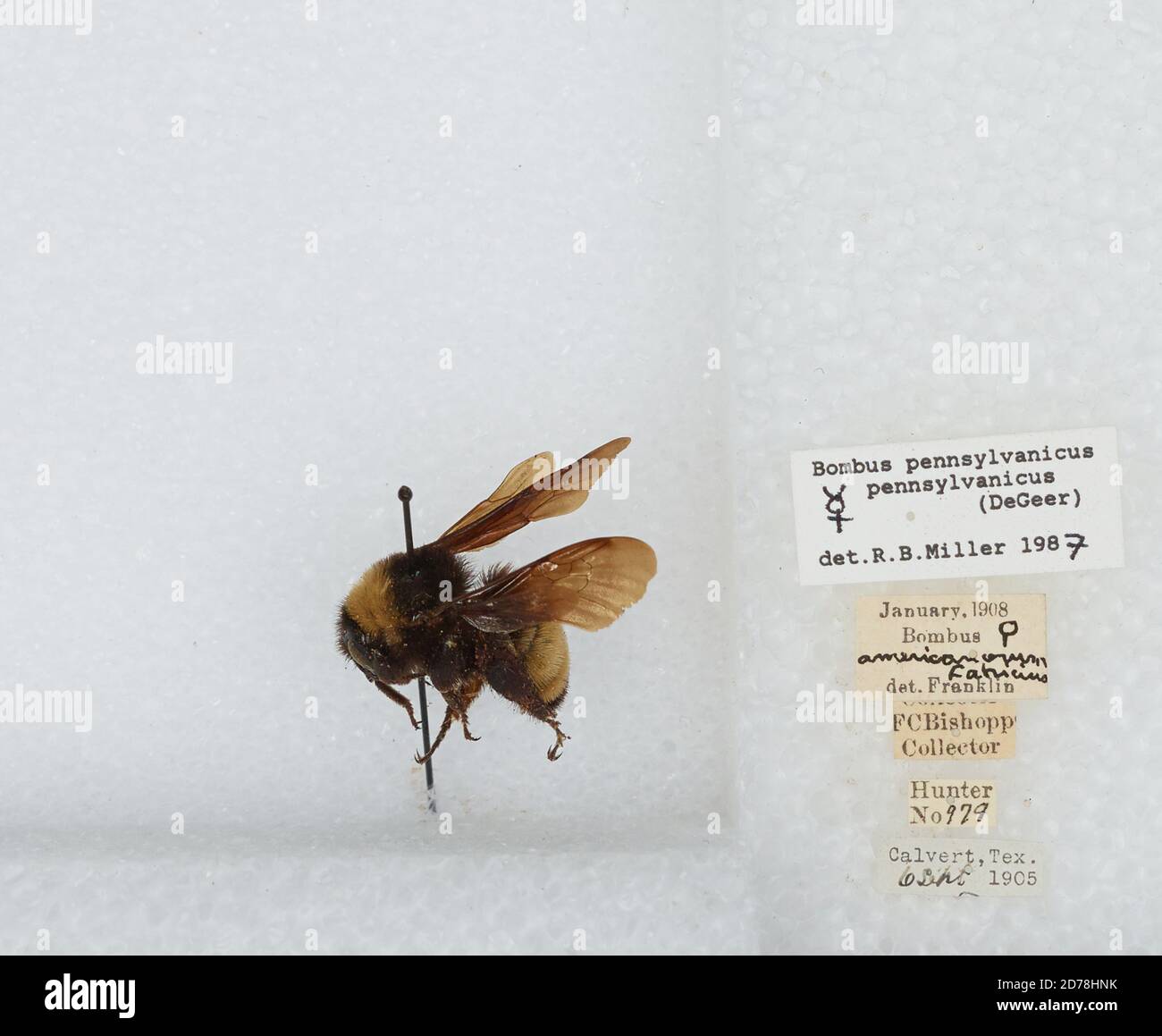 Calvert, Robertson, Texas, United States, Bombus (Fervidobombus ...