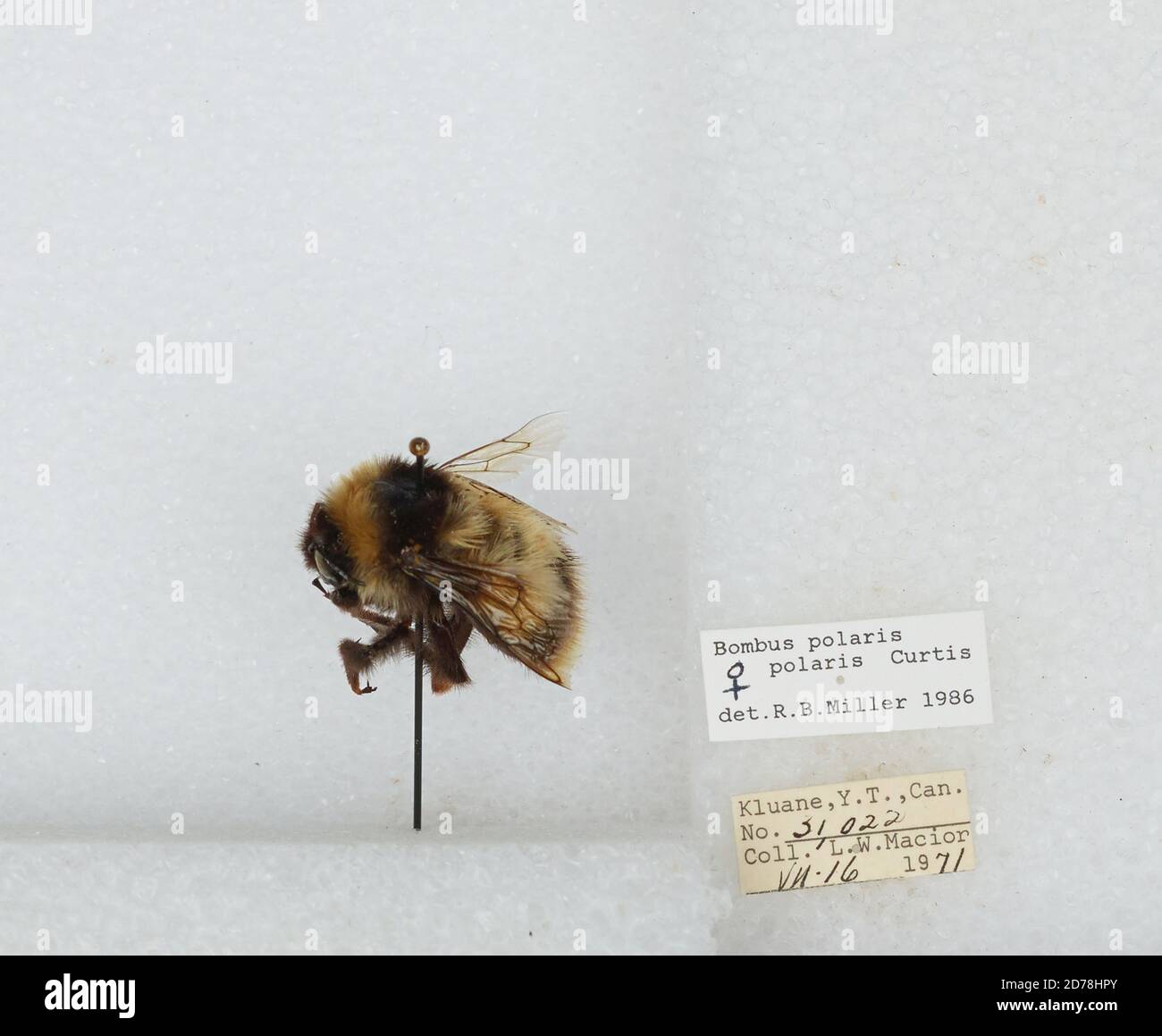 Kluane, Yukon Territory, Canada, Bombus (Alpinobombus) polaris Curtis ...