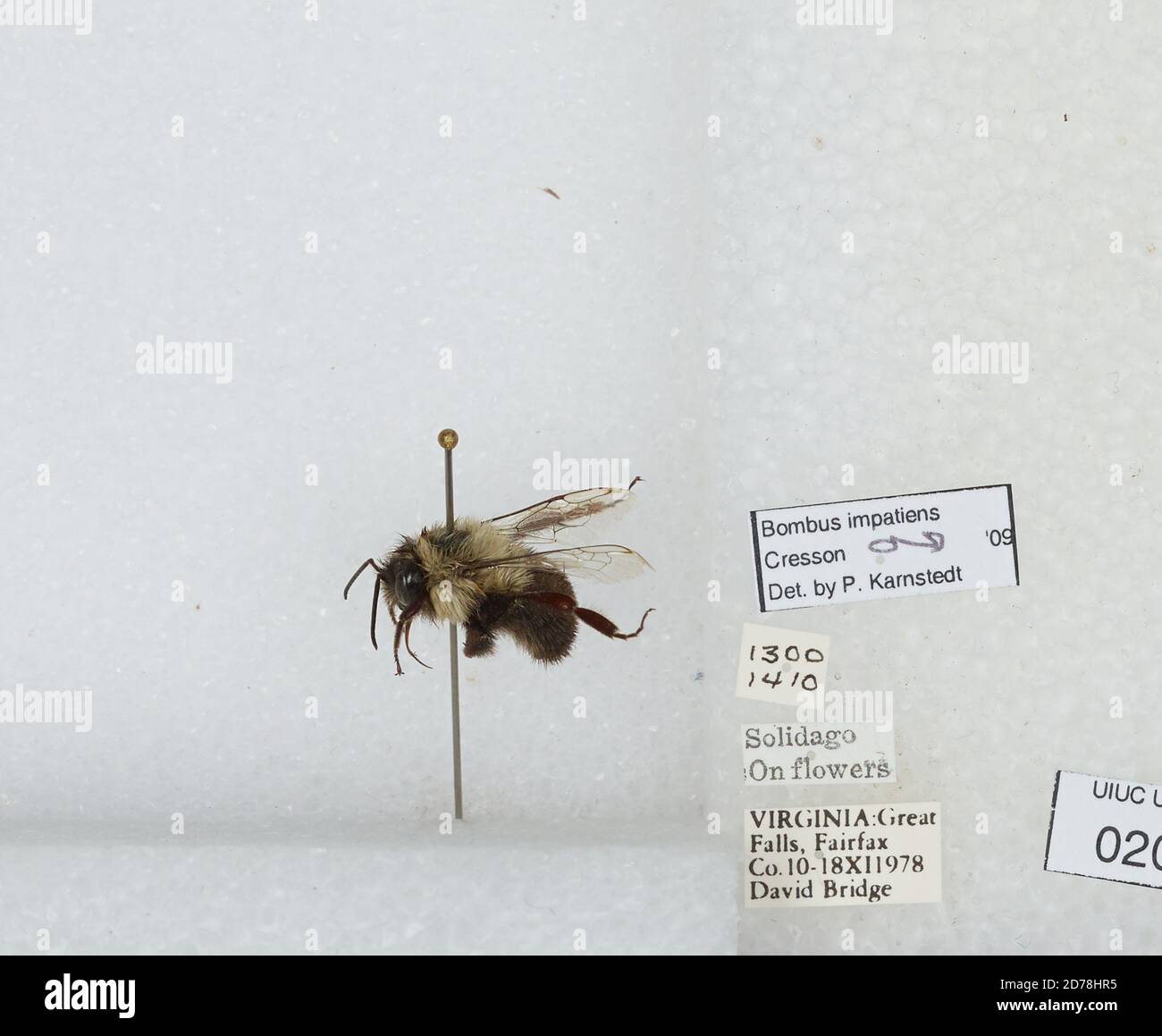 Great Falls, Fairfax, Virginia, United States, Bombus sp., Animalia ...