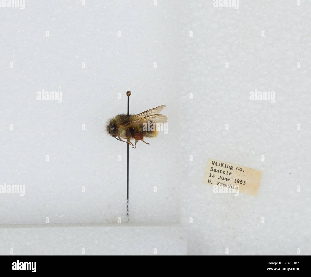 Seattle, King, Washington, United States, Bombus (Pyrobombus) mixtus ...