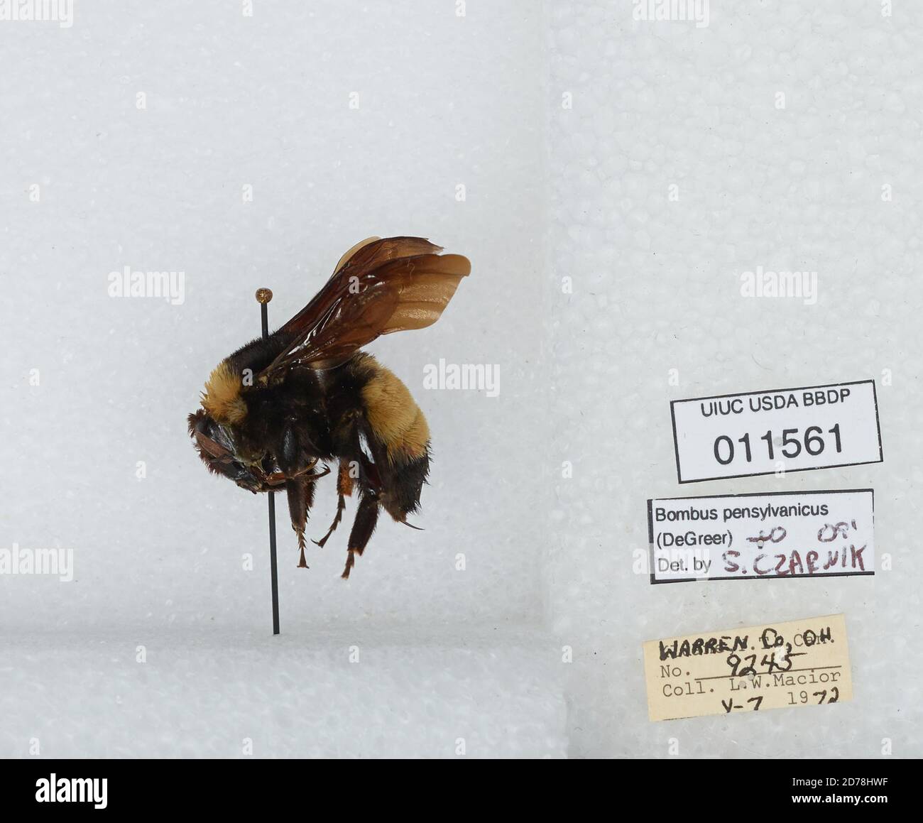 Warren, Ohio, United States, Bombus (Fervidobombus) pensylvanicus ...