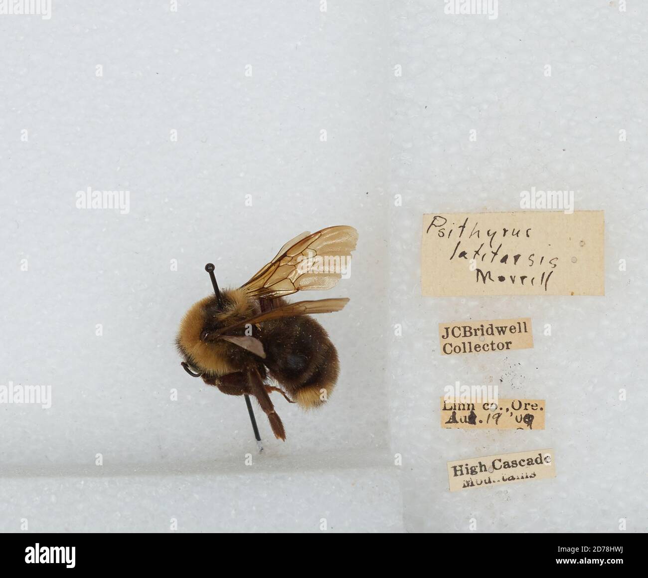 High Cascade Mountains, Linn, Oregon, United States, Bombus (Psithyrus ...