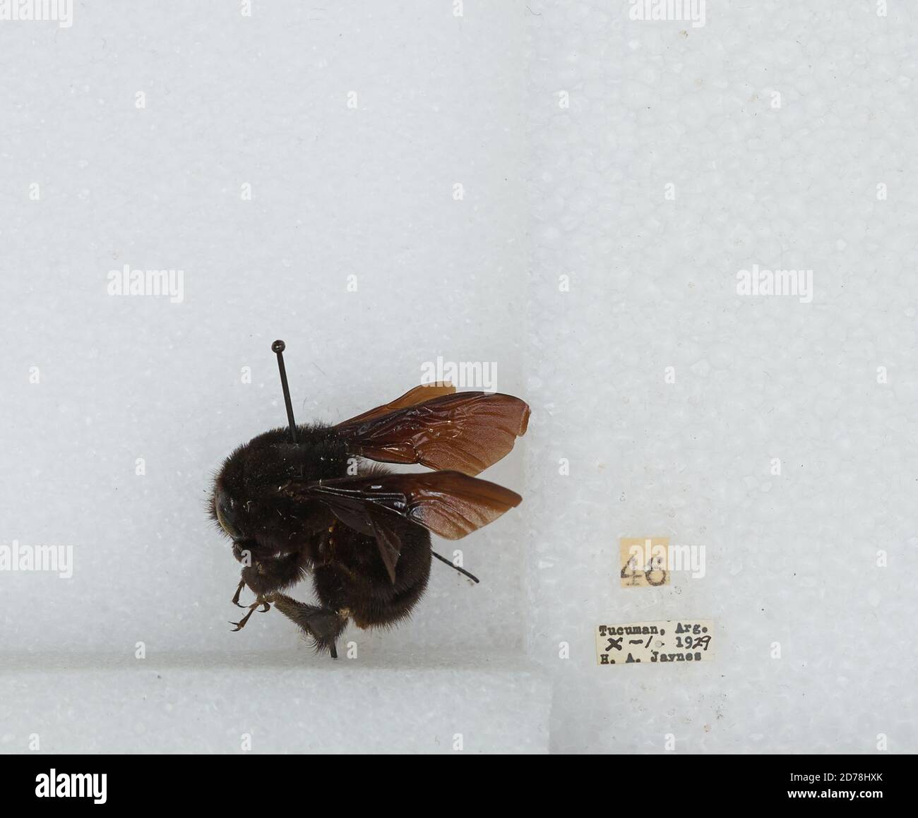 Bombus Morio High Resolution Stock Photography and Images - Alamy