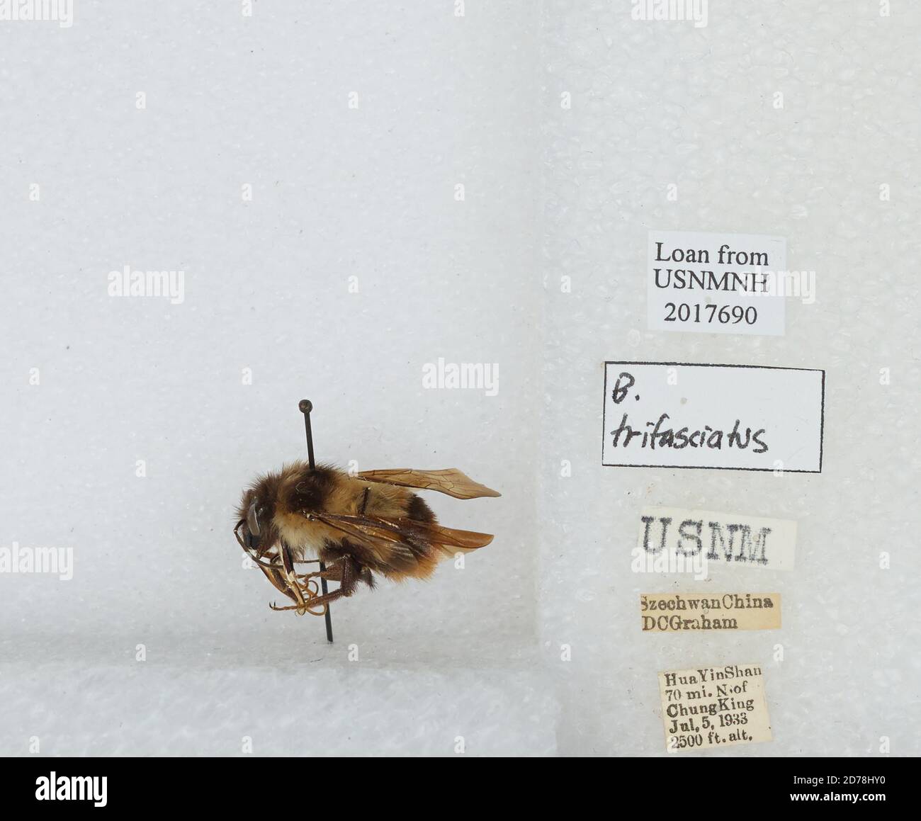 Hua Yin Shan, 70 miles N. of Chongqing, Sichuan, China, Bombus ...