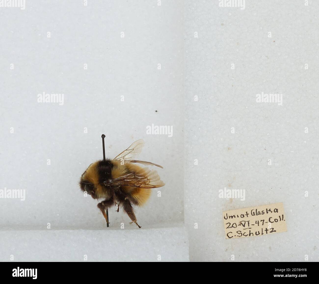 Umiat, North Slope, Alaska, United States, Bombus (Pyrobombus ...