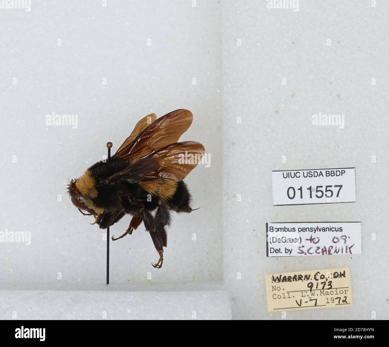 Warren, Ohio, United States, Bombus (Fervidobombus) pensylvanicus ...