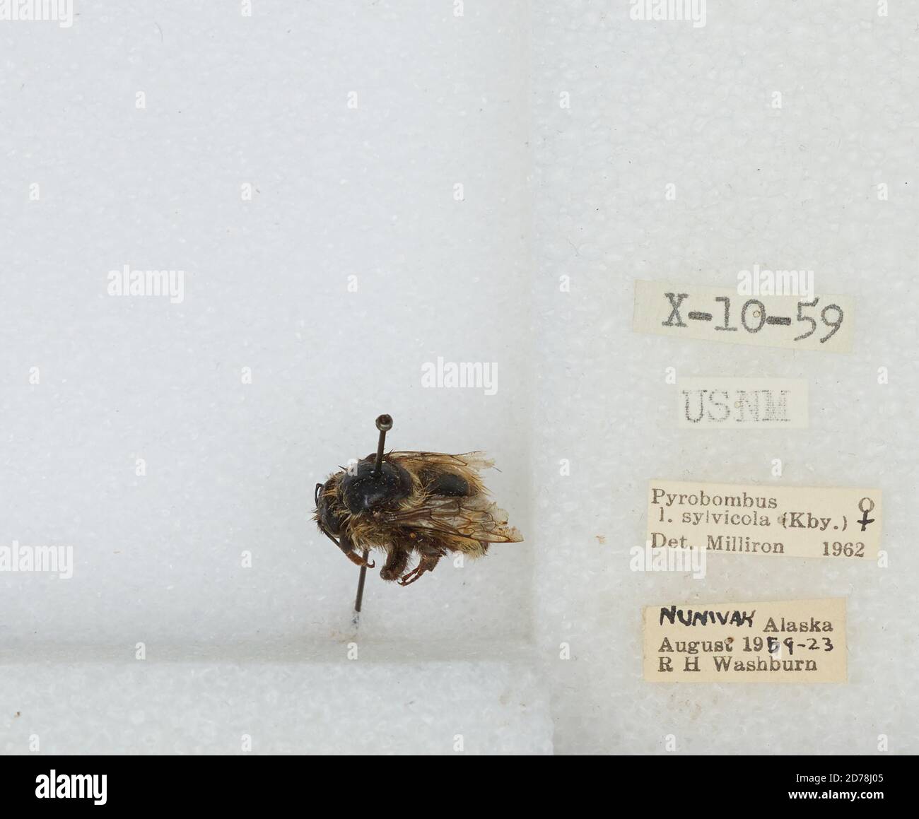 Nunivak Island, Bethel, Alaska, United States, Bombus (Pyrobombus ...