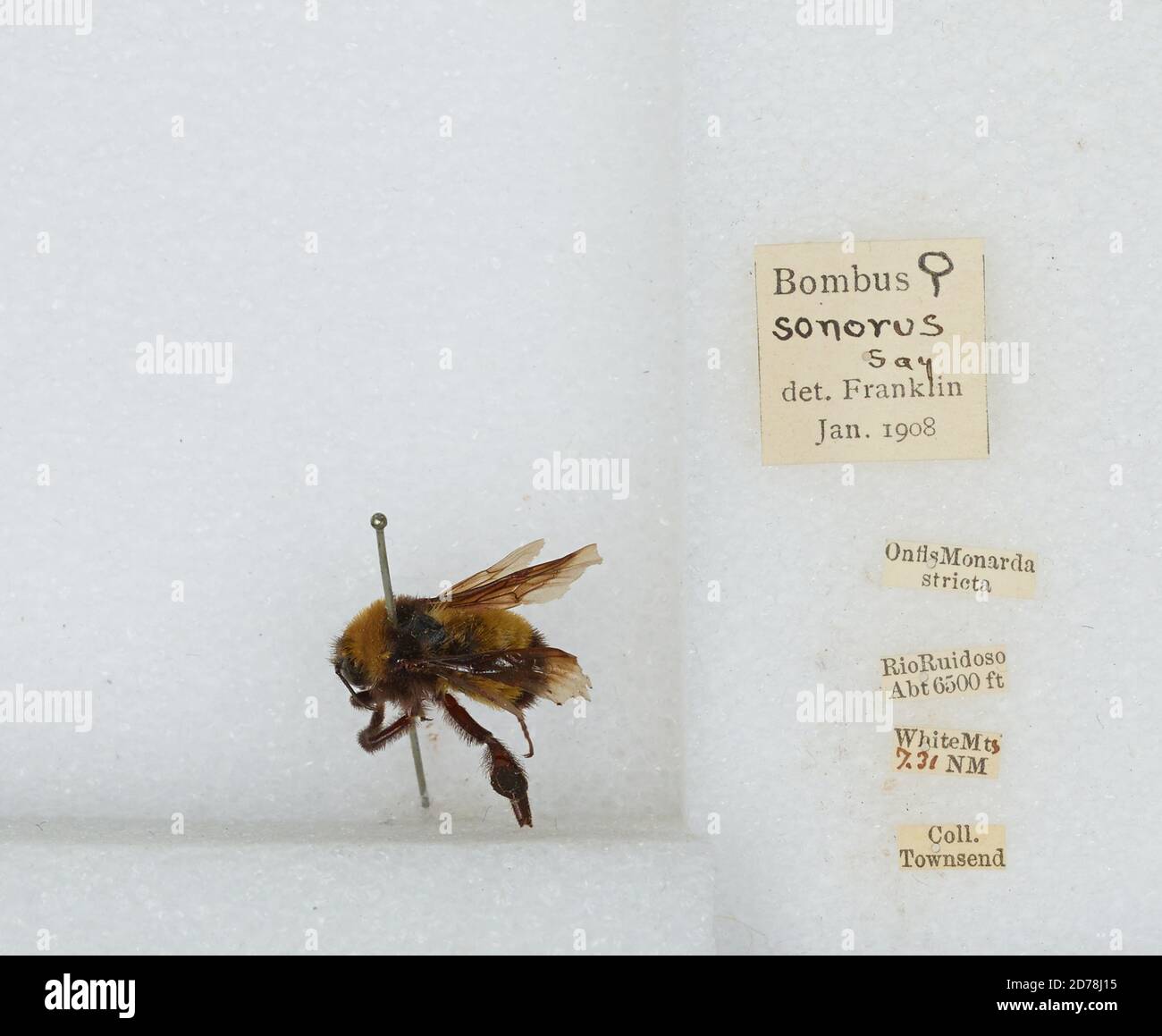 Rio Ruidoso, White Mountains, Lincoln, New Mexico, United States ...