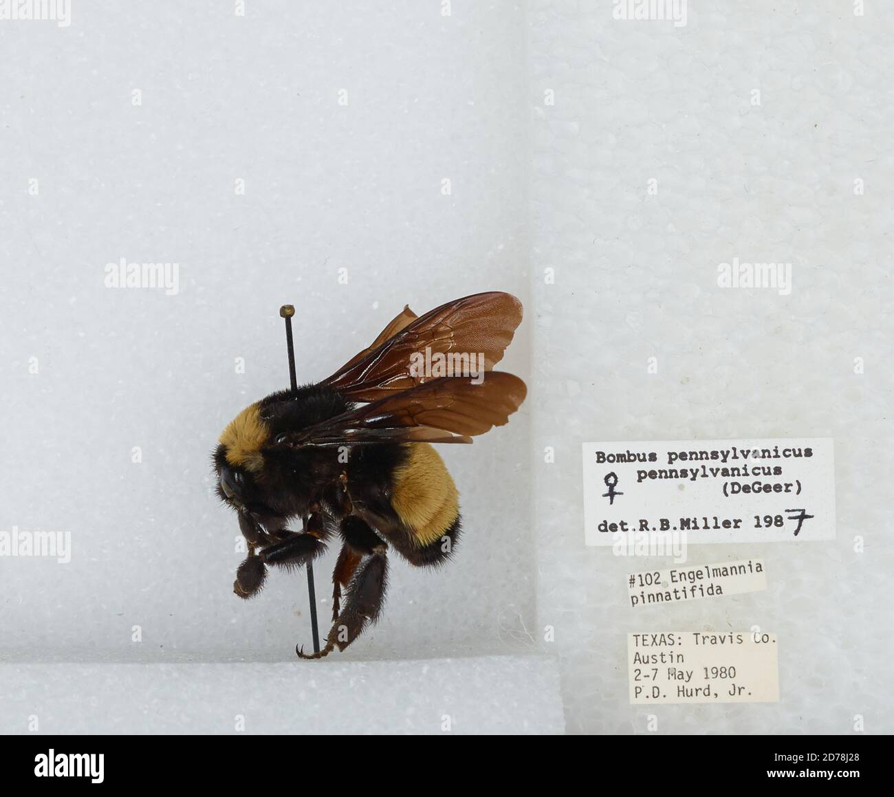 Austin, Travis, Texas, United States, Bombus (Fervidobombus ...