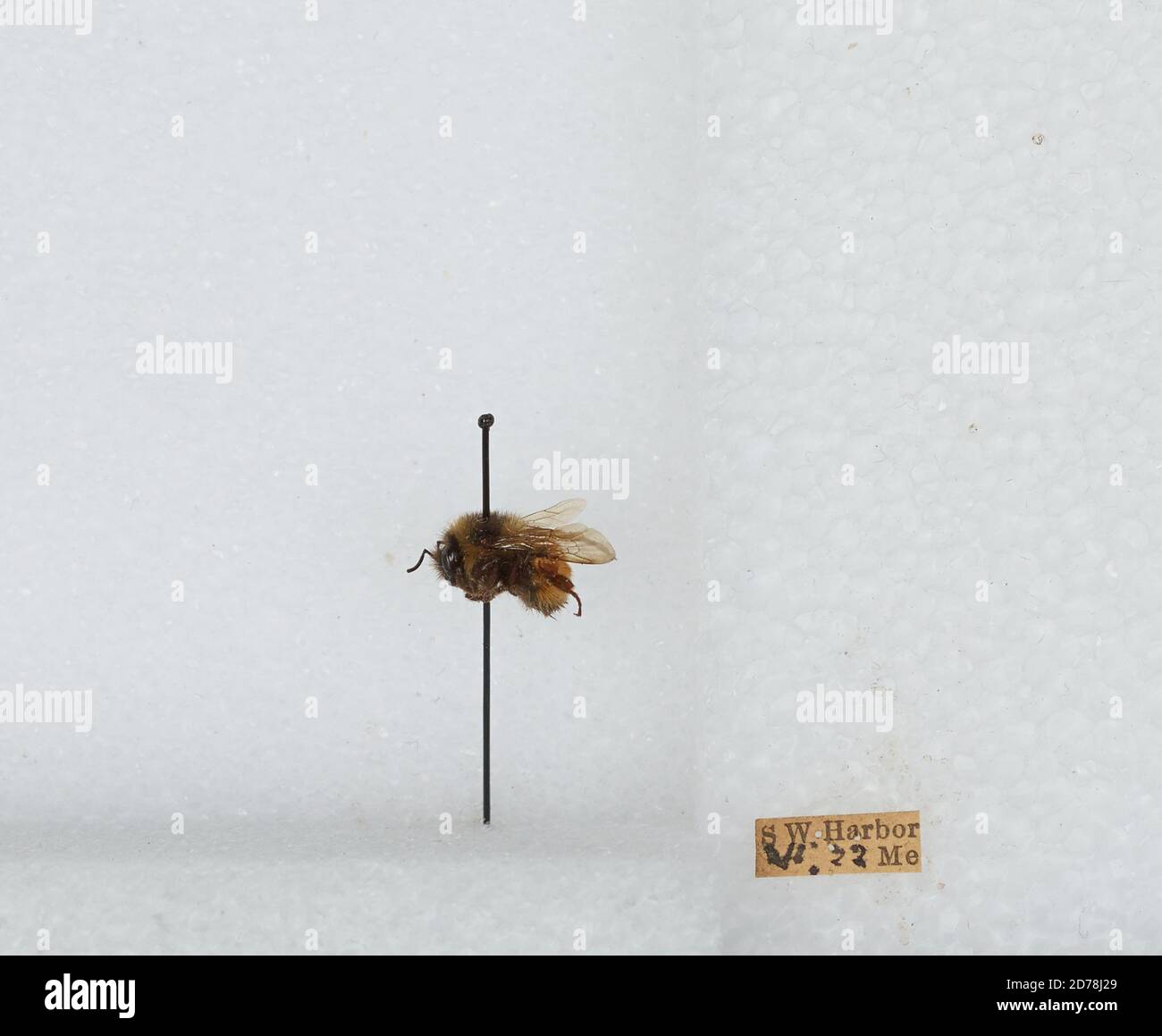 Southwest Harbor, Hancock, Maine, United States, Bombus (Pyrobombus ...