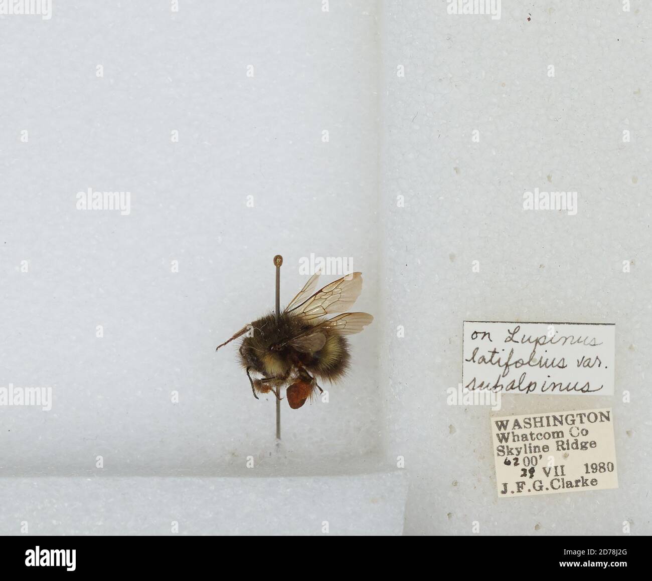 Skyline Ridge, Whatcom, Washington, United States, Bombus sp., Animalia ...