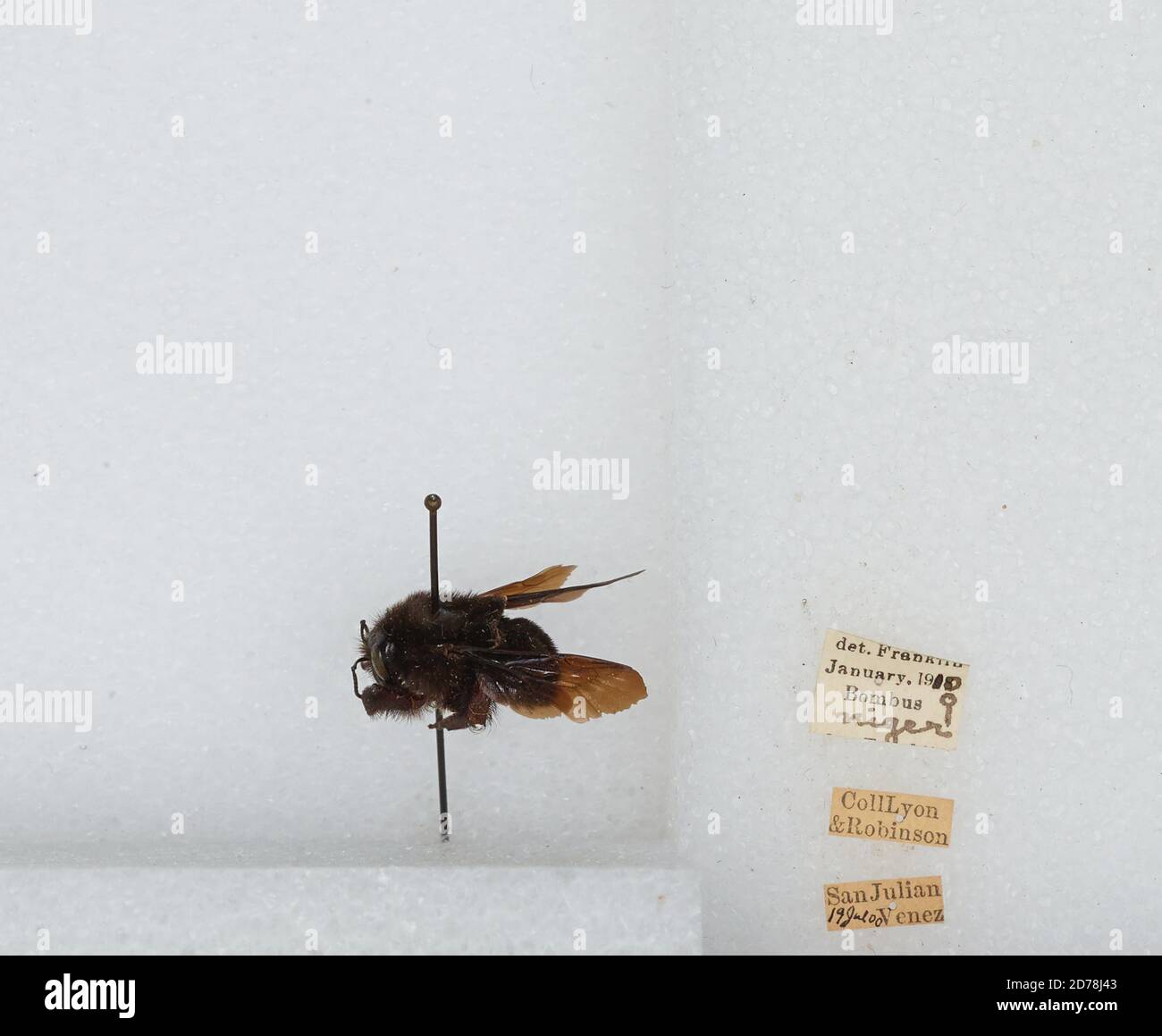 San Julian, Venezuela, Bombus (Fervidobombus) morio (Swederus ...