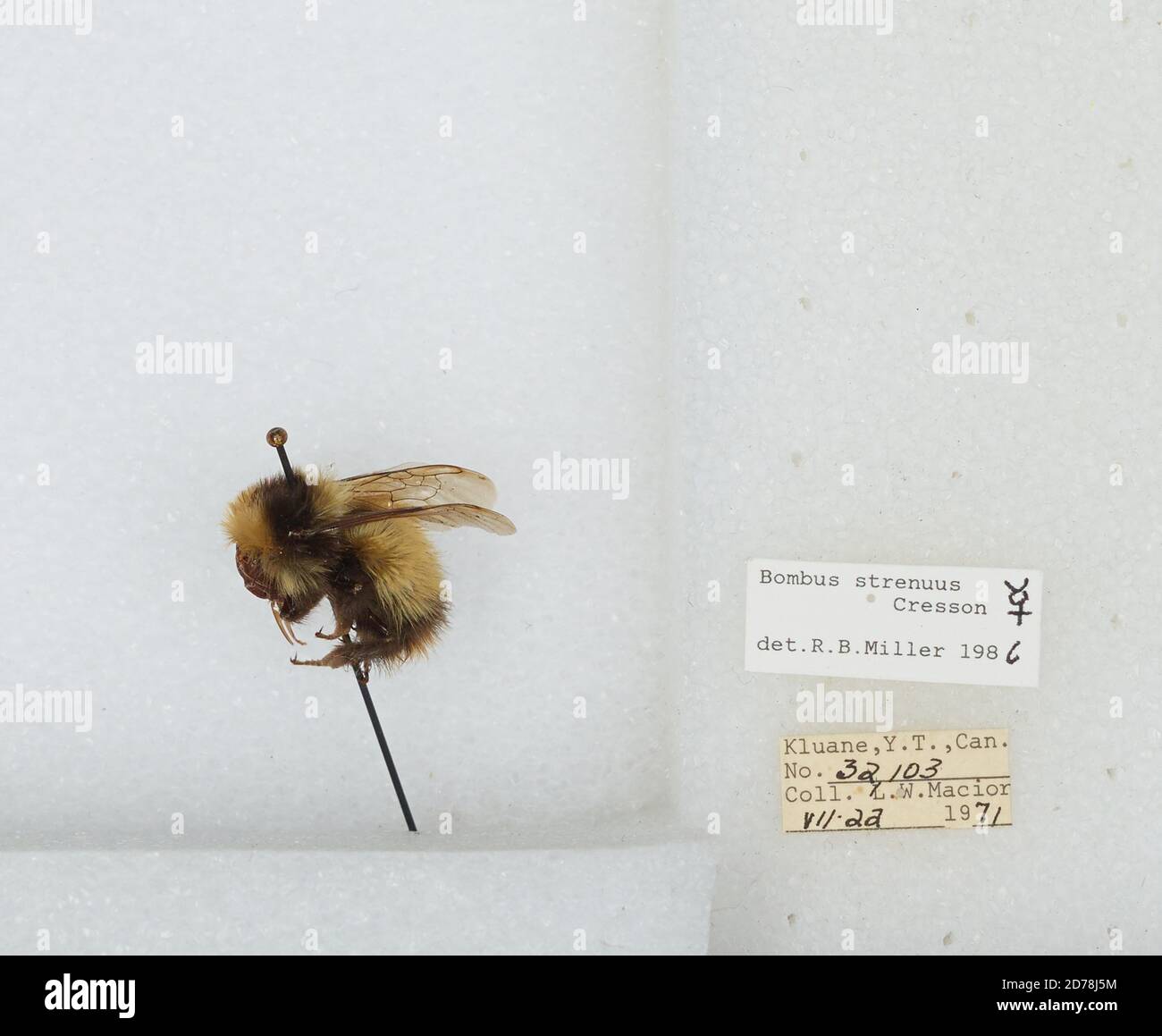 Kluane, Yukon Territory, Canada, Bombus (Alpinobombus) neoboreus Sladen ...