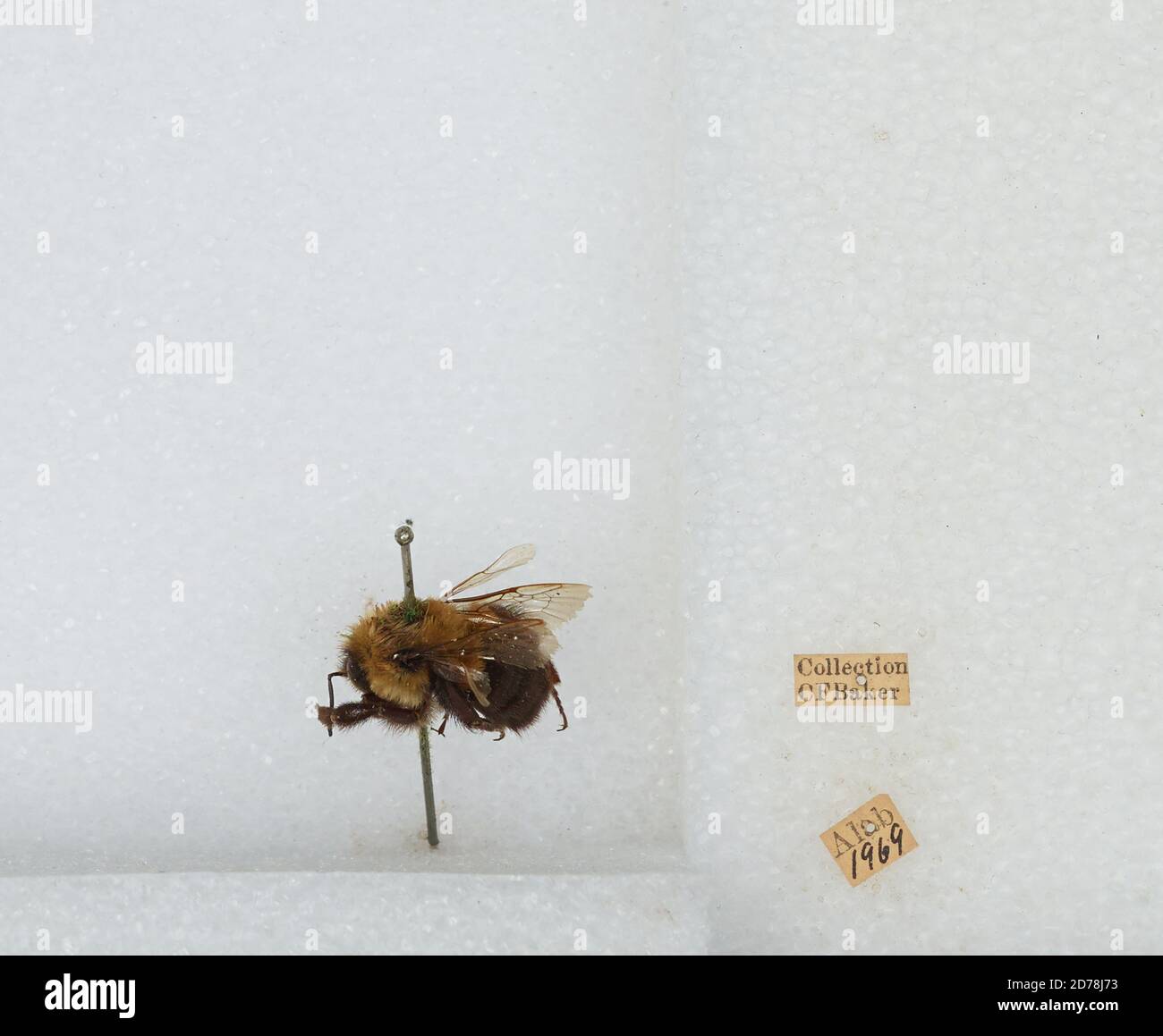 Alabama, United States, Bombus sp., Animalia, Arthropoda, Insecta ...