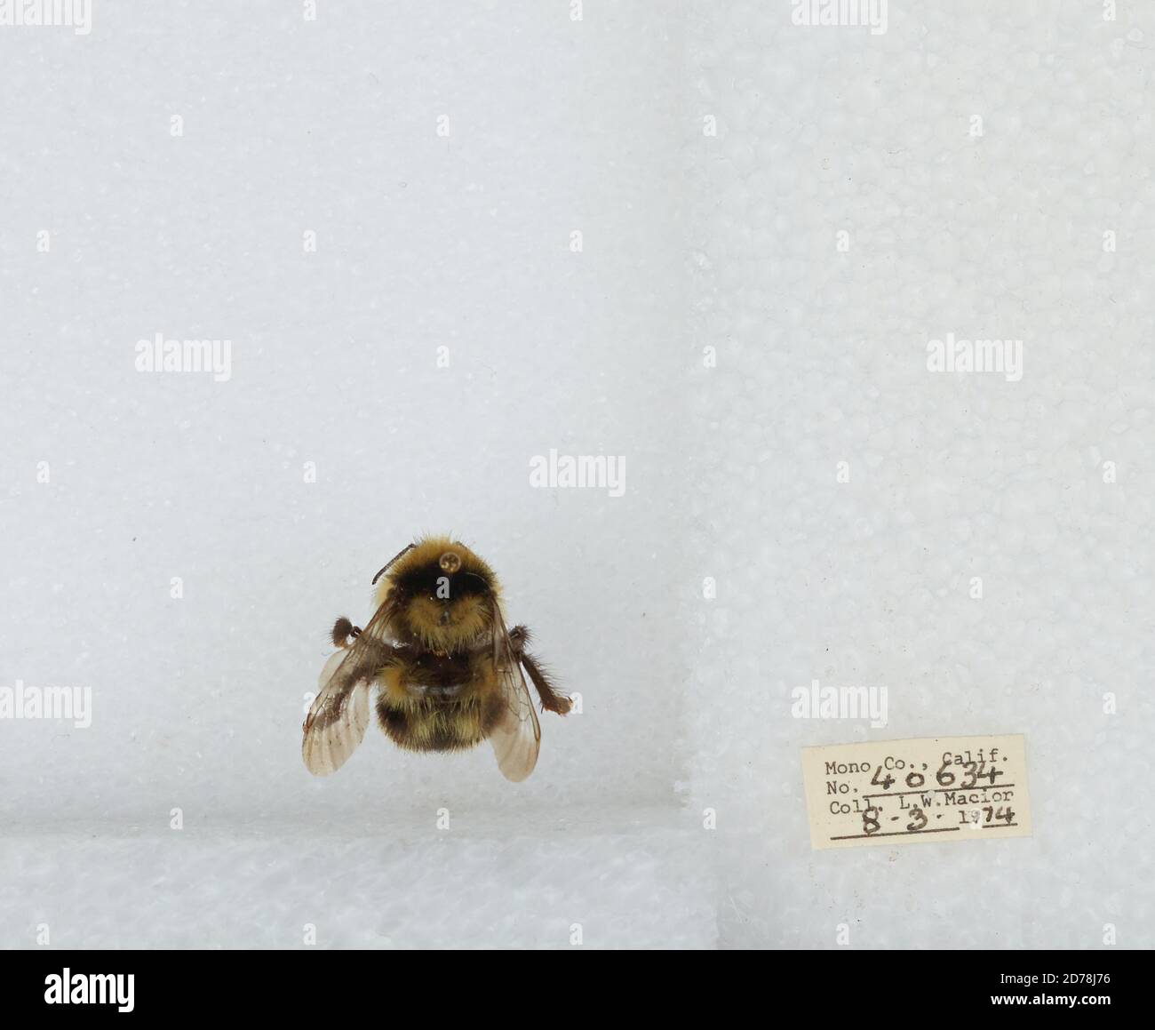 Mono, California, United States, Bombus (Cullumanobombus) rufocinctus ...