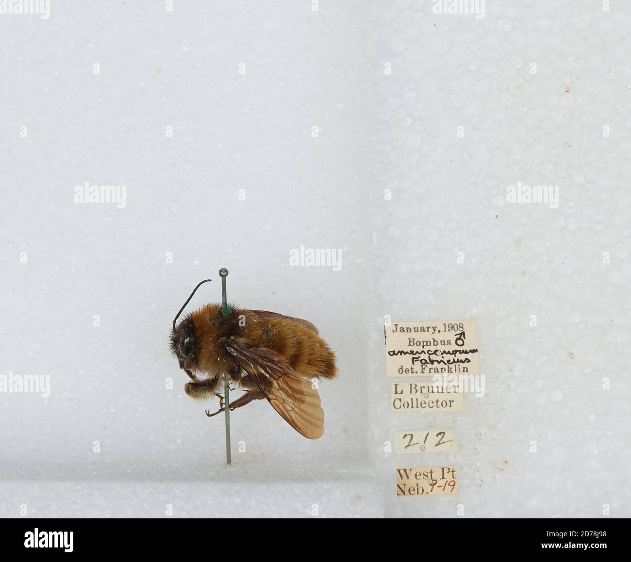 West Point, Cuming, Nebraska, United States, Bombus (Fervidobombus ...