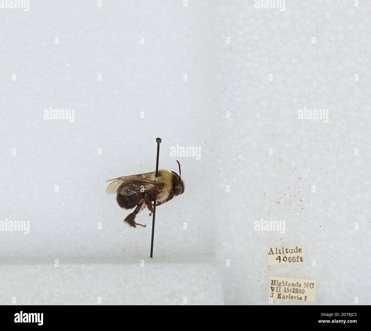 Highlands, Macon, North Carolina, United States, Bombus (Psithyrus ...