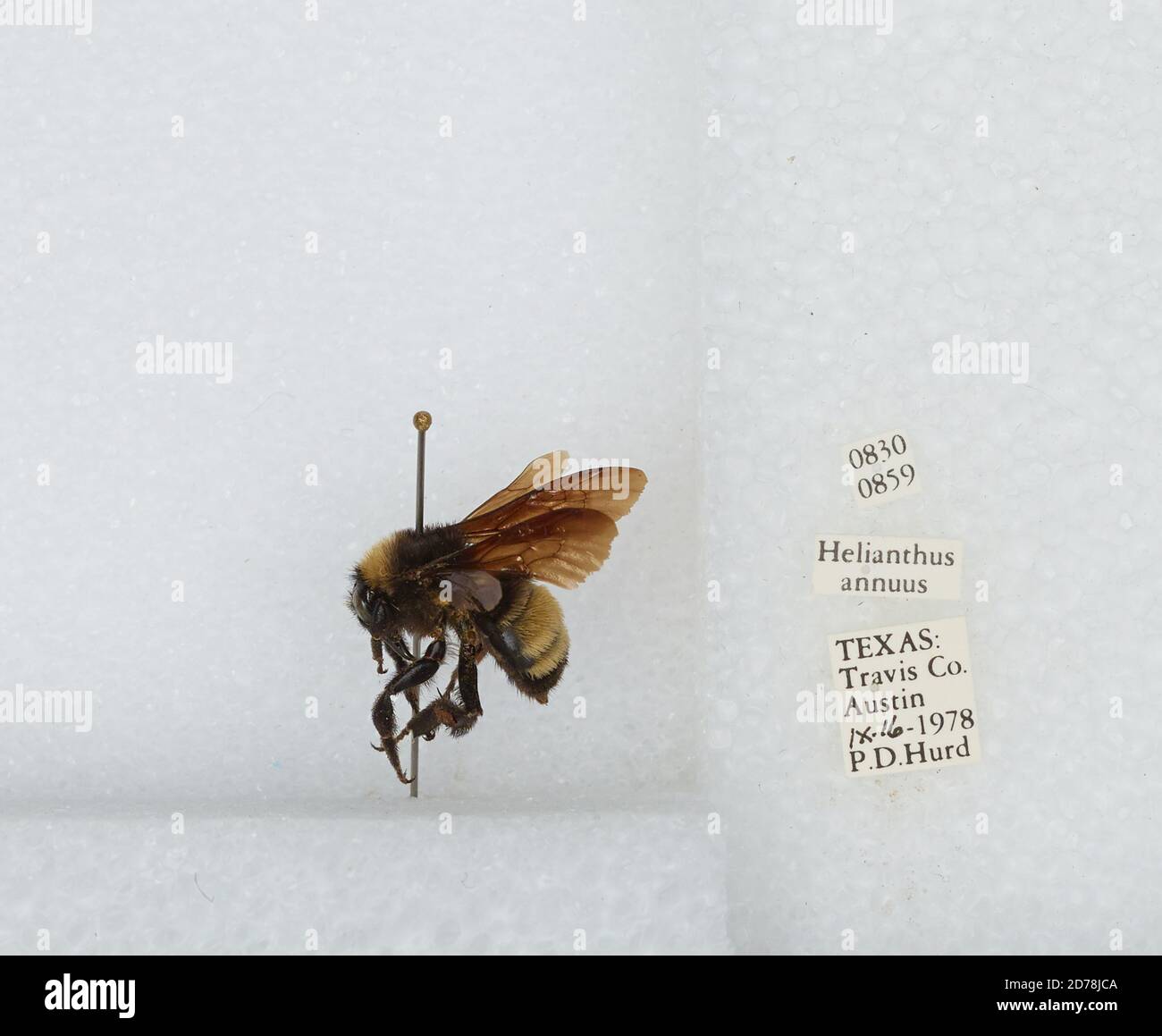 Austin, Travis, Texas, United States, Bombus (Fervidobombus ...