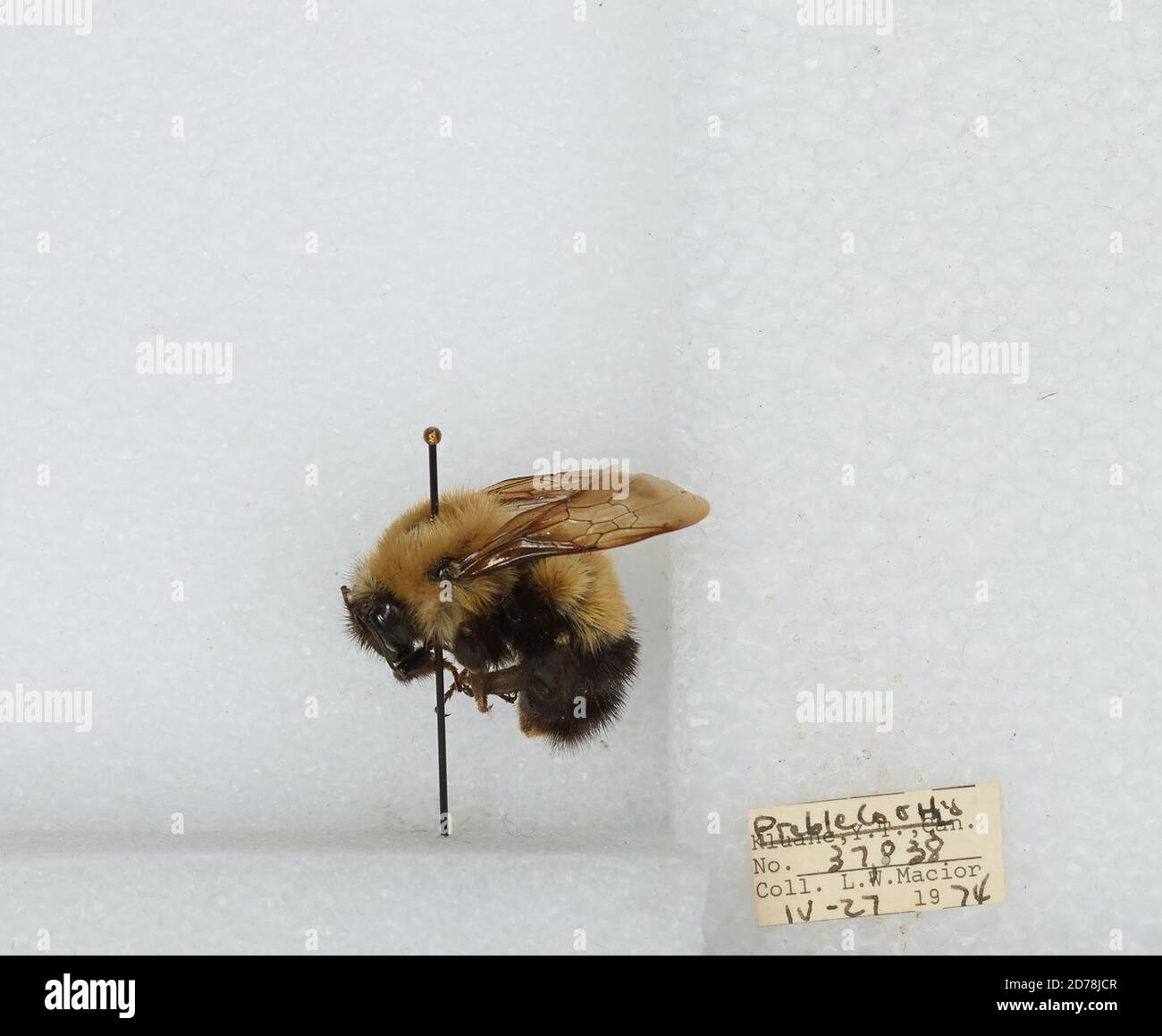 Preble, Ohio, United States, Bombus (Pyrobombus) perplexus Cresson ...
