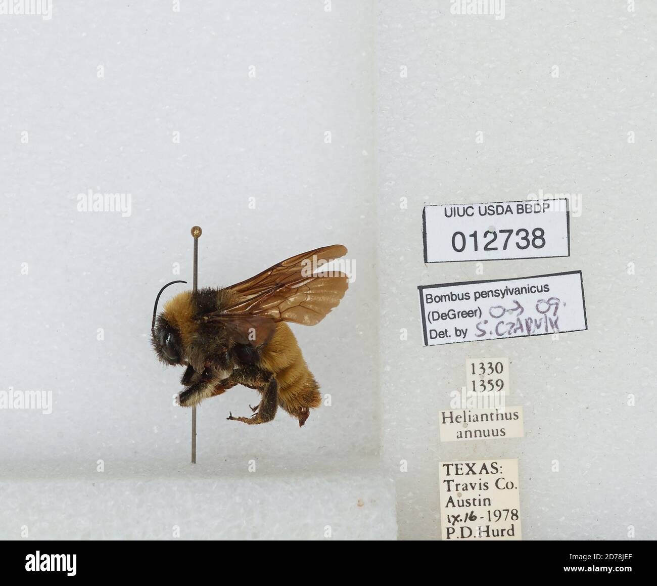 Austin, Travis, Texas, United States, Bombus (Fervidobombus ...