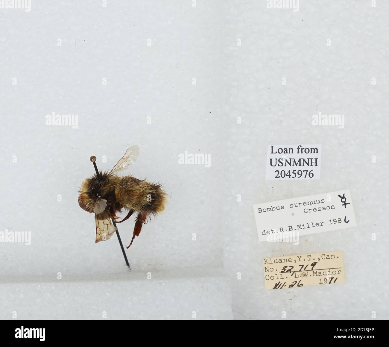 Kluane, Yukon Territory, Canada, Bombus (Alpinobombus) neoboreus Sladen ...