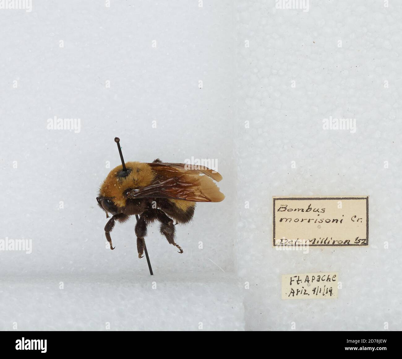 Fort Apache, Navajo, Arizona, United States, Bombus (Separatobombus ...