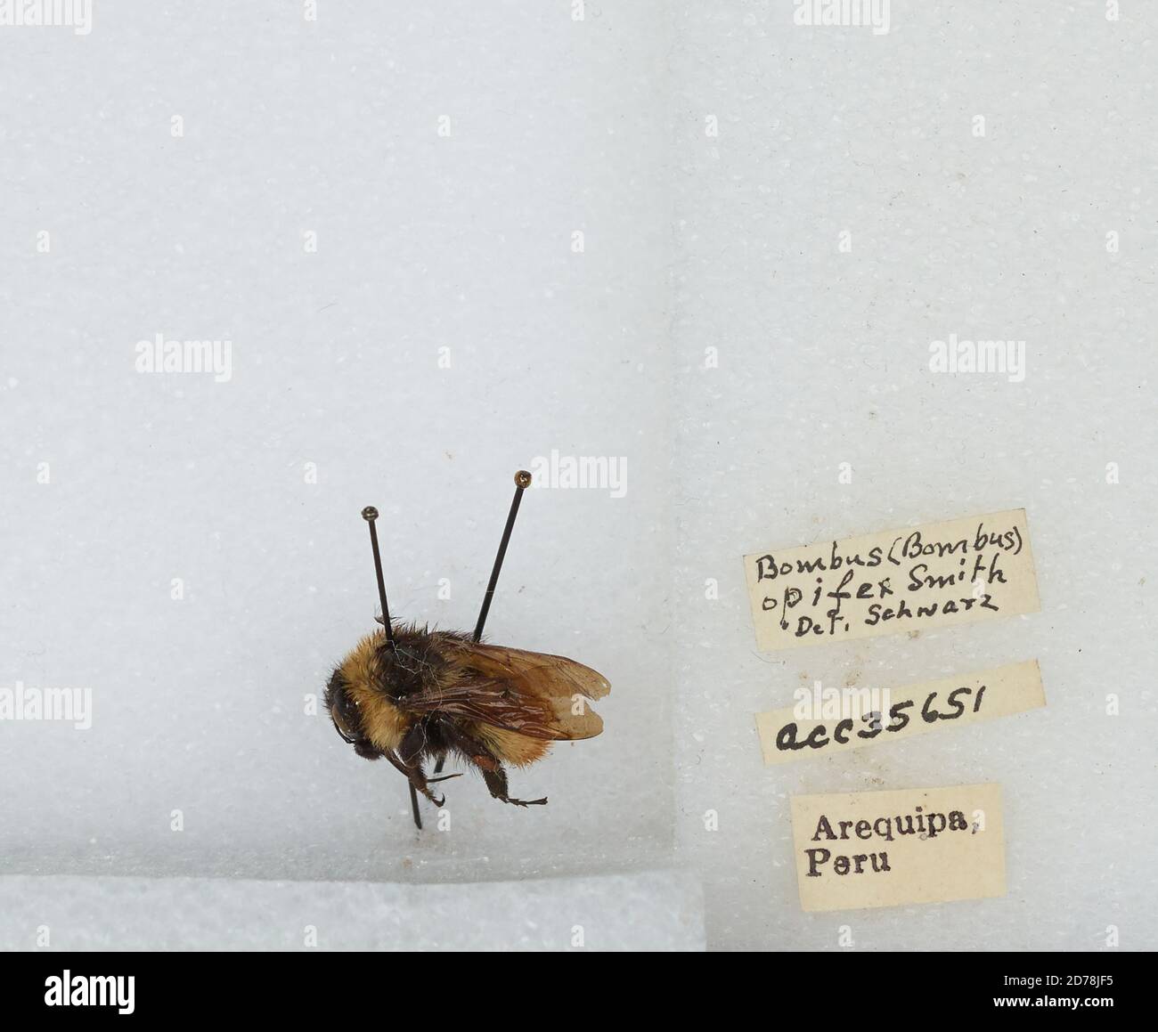 Arequipa, Peru, Bombus (Megabombus) opifex Smith, Animalia, Arthropoda ...