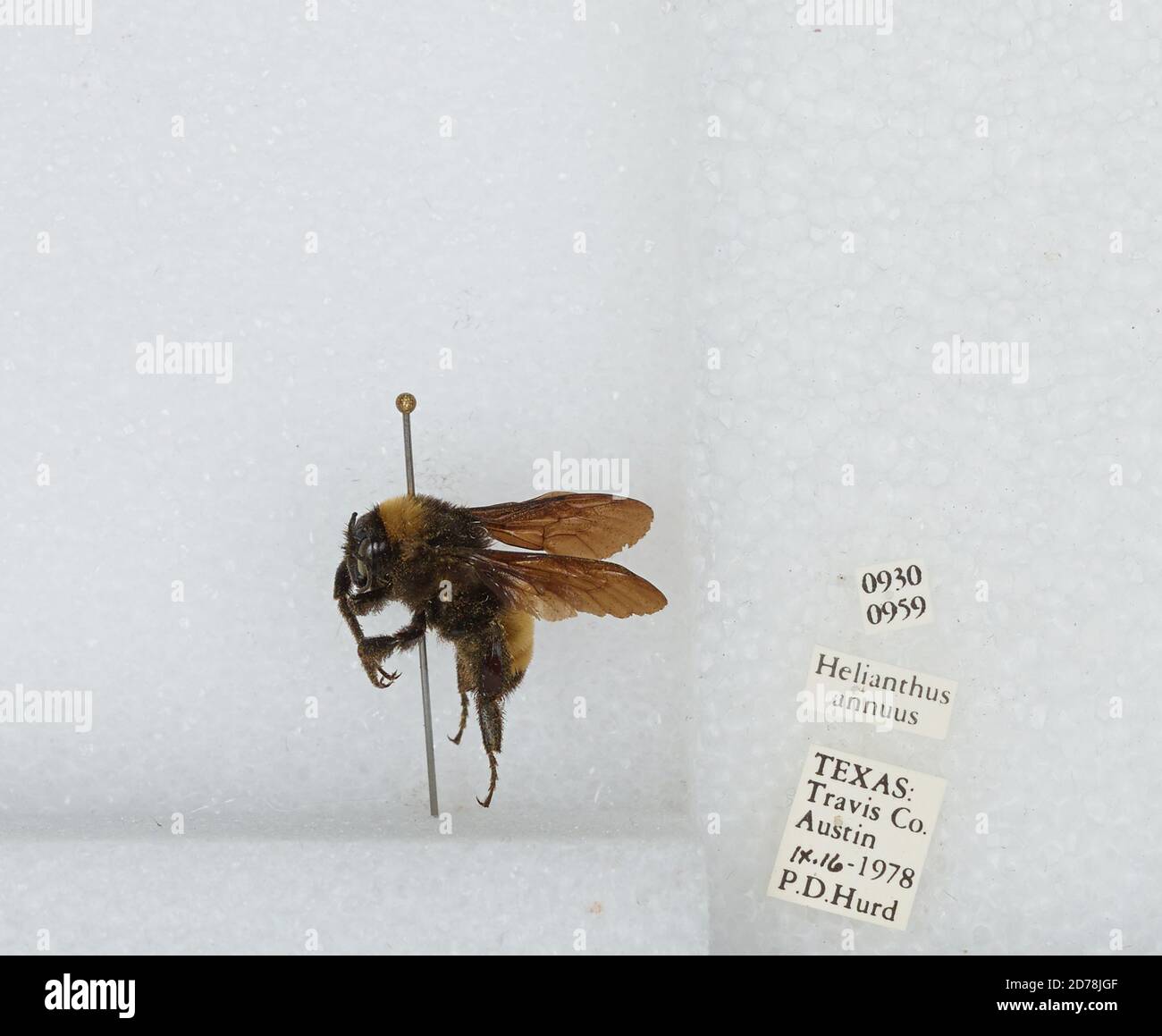 Austin, Travis, Texas, United States, Bombus (Fervidobombus ...