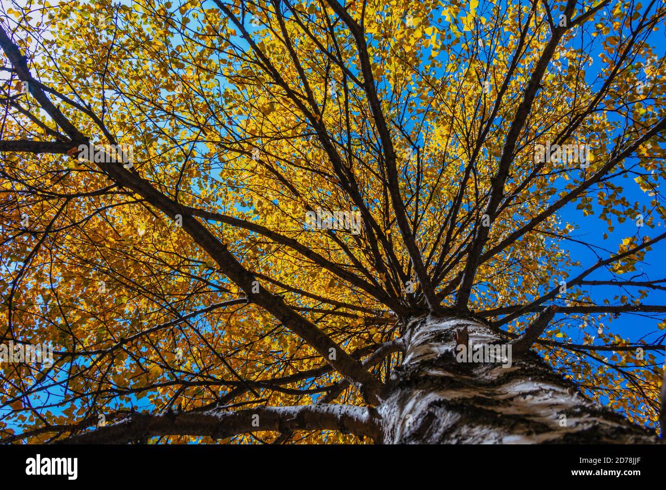 Beautiful colored beech trees hi-res stock photography and images - Alamy