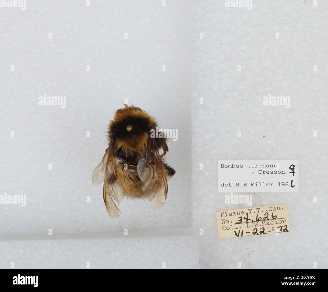Kluane, Yukon Territory, Canada, Bombus (Alpinobombus) neoboreus Sladen ...
