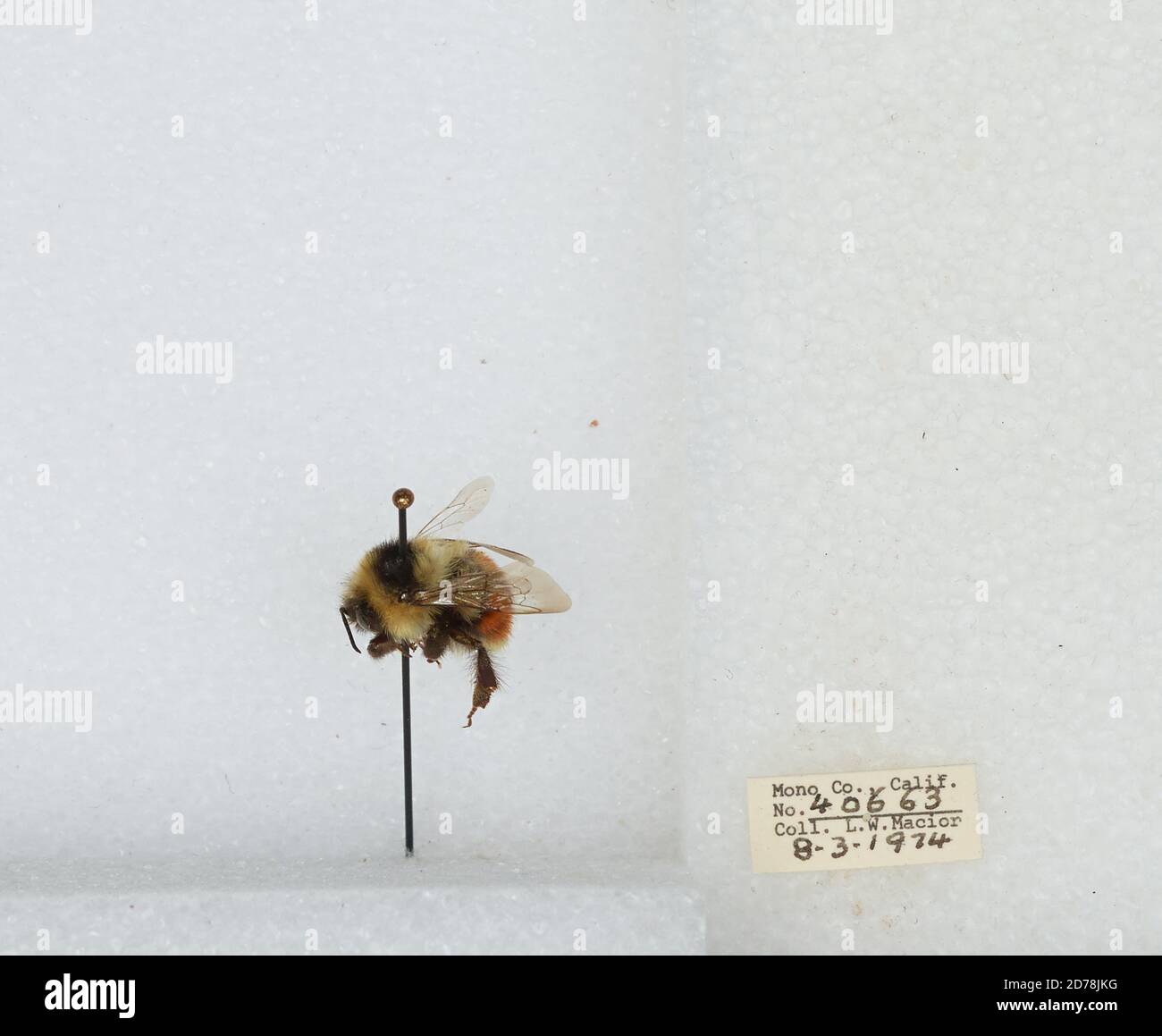 Mono, California, United States, Bombus (Cullumanobombus) rufocinctus ...