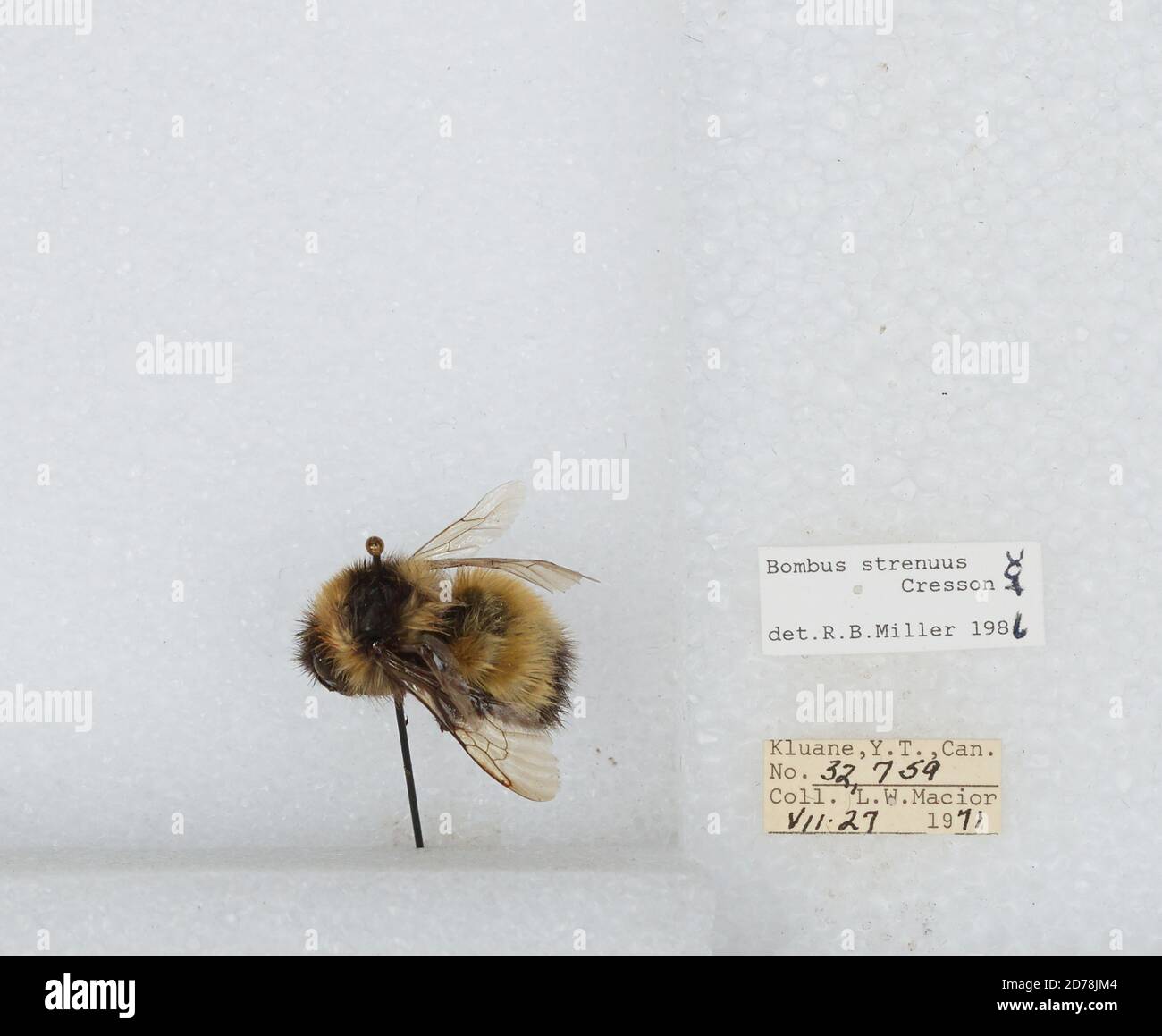 Kluane, Yukon Territory, Canada, Bombus (Alpinobombus) neoboreus Sladen ...