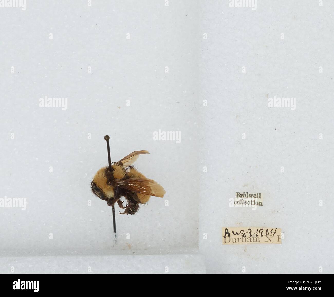 Durham, Strafford, New Hampshire, United States, Bombus (Fervidobombus ...